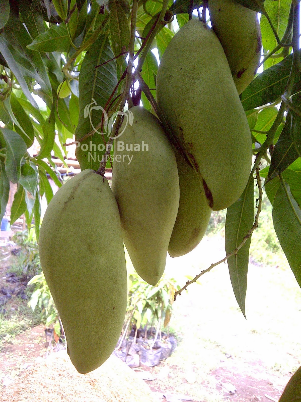 PBN: mangga Golek India