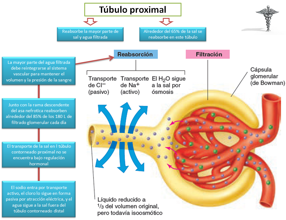 Víctor Manuel Martínez Beltrán grupo 5: Tubulo proximal