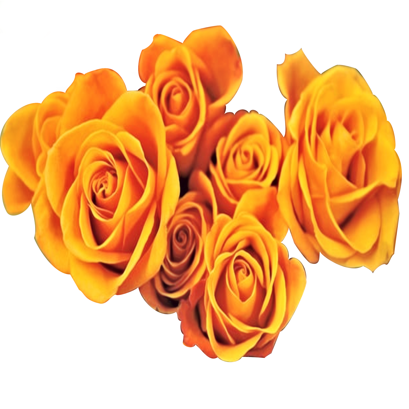 Clip Art: Flowers on a transparent background