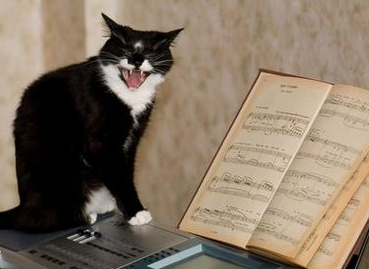 Singing Cats that will make you Smile | Super Meow Meow