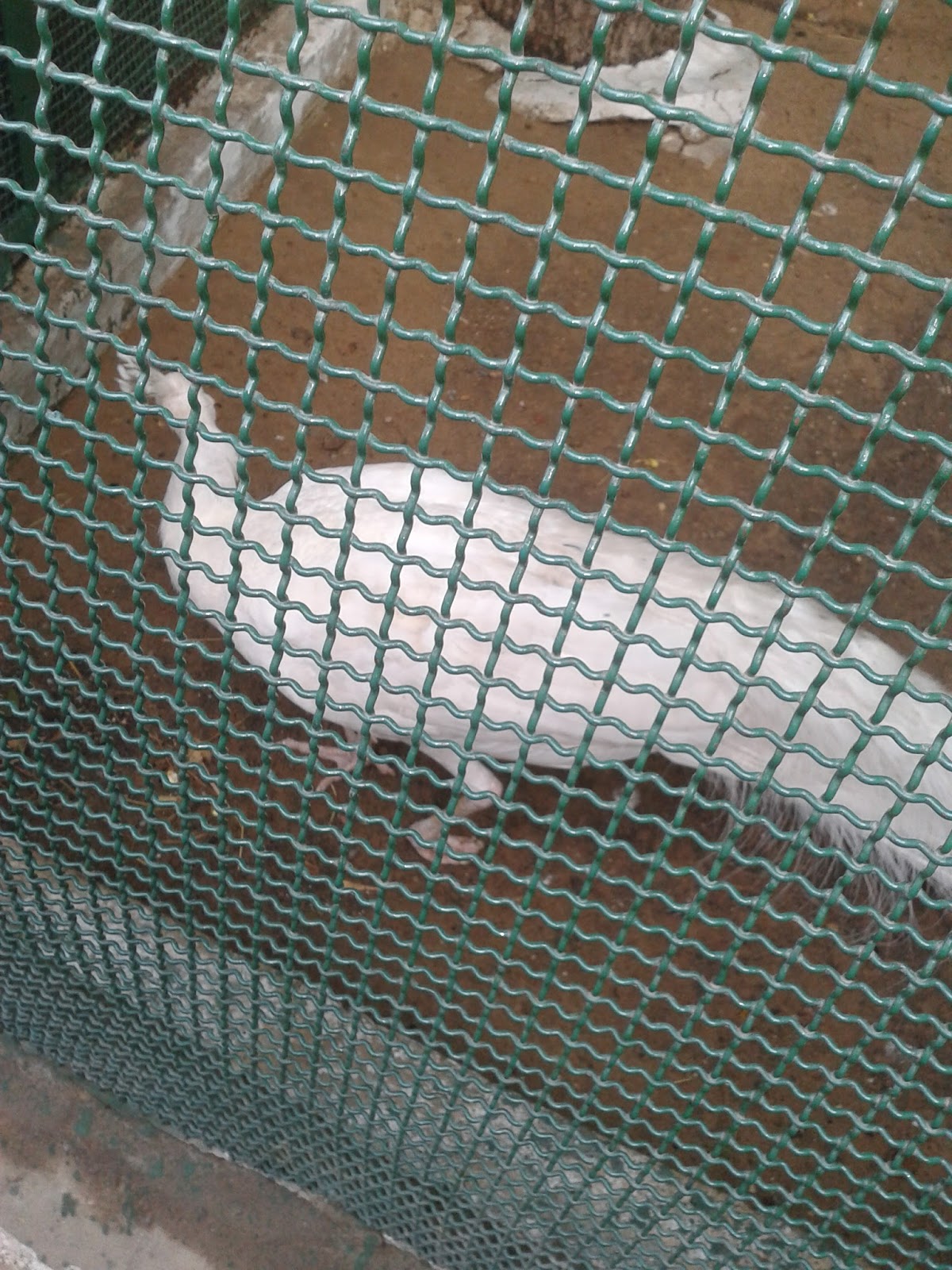 Kamla nehru zoo kankaria zoo ahmedabad - Green Ahmedabad: