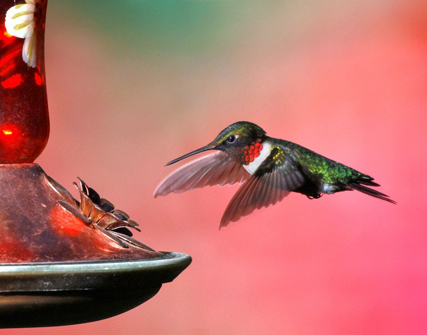 Today's Positive Thoughts: The Hummingbirds Are Back!