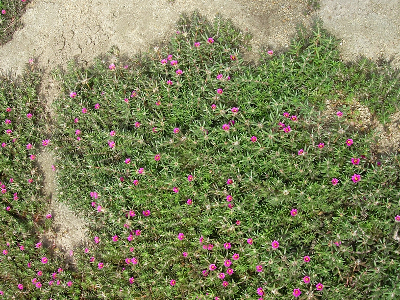 Australian Portulaca: Portulaca pilosa