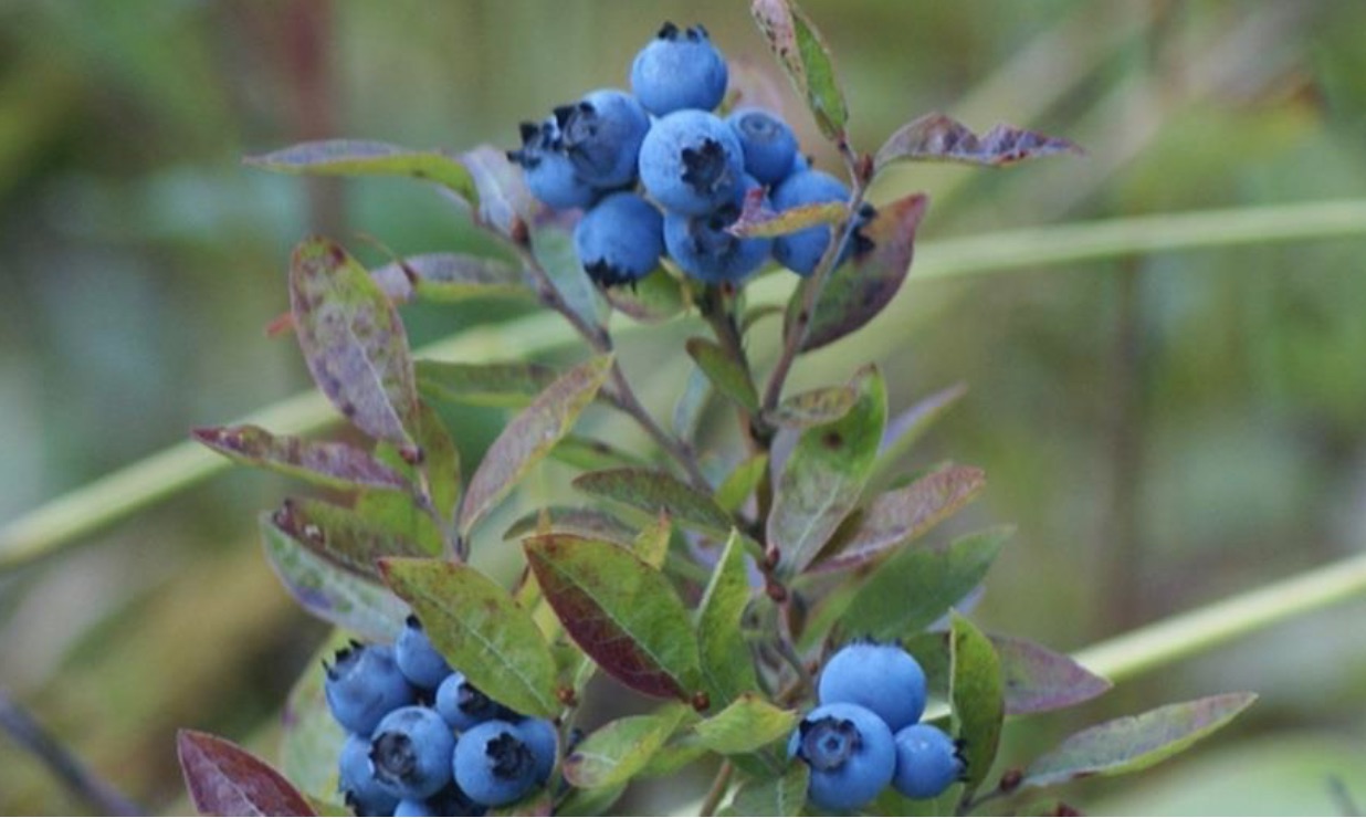 PA Environment Digest Blog: DCNR Blog: Campers, Hikers, Look For Native ...