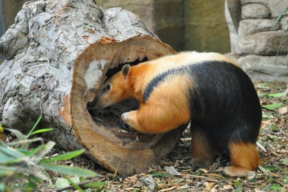 Cultura Guaraní: EL OSO MELERO