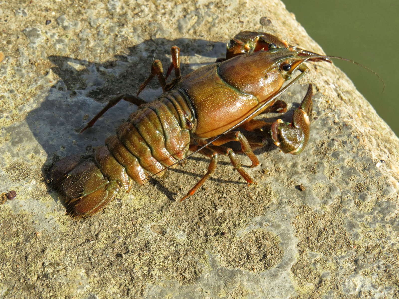 Appleton Wildlife Diary: Under Rainbow Bridge