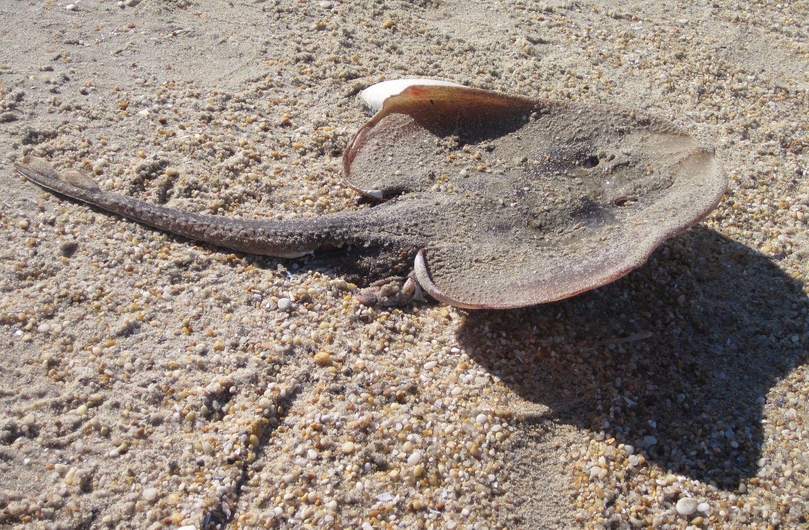 Nature on the Edge of New York City: A Winter Skate Discovered Dead