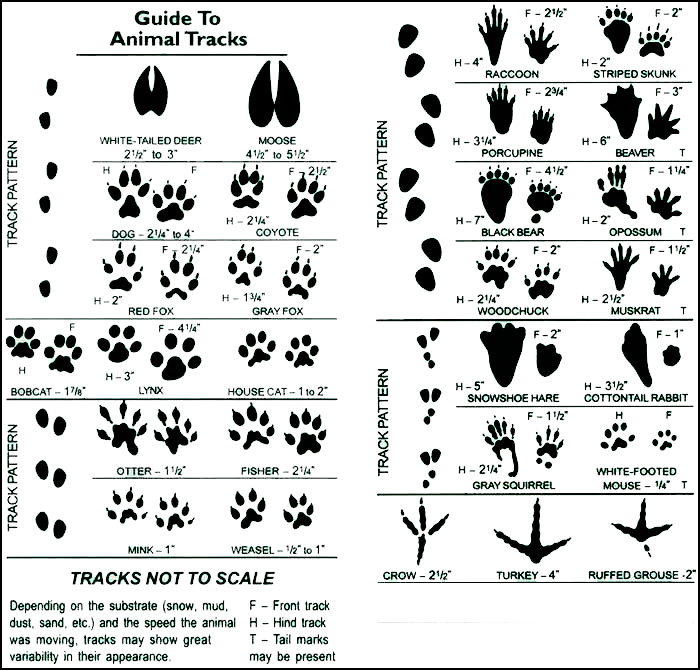 Northern America Animal tracks | Animal tracks, Animal footprints ...