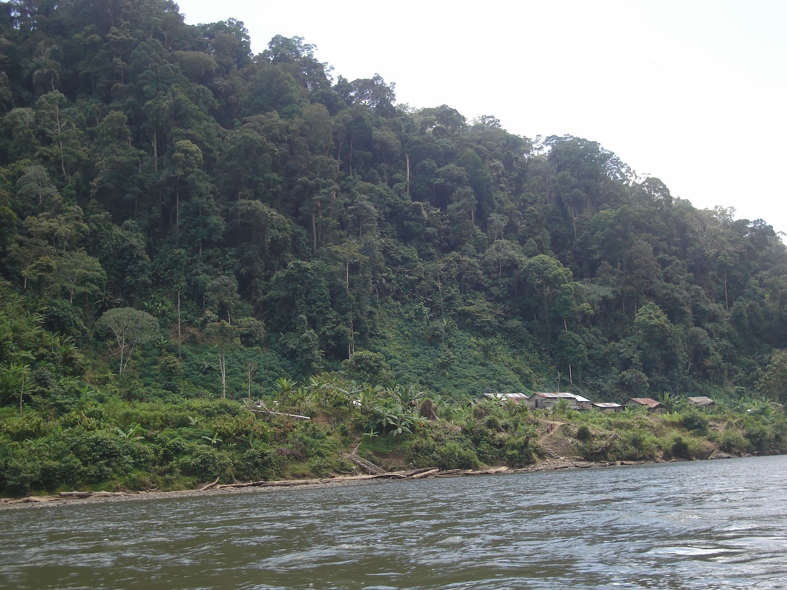 Hutan Lindung Sungai Sesayap di Kabupaten Tana Tidung ~ estehband