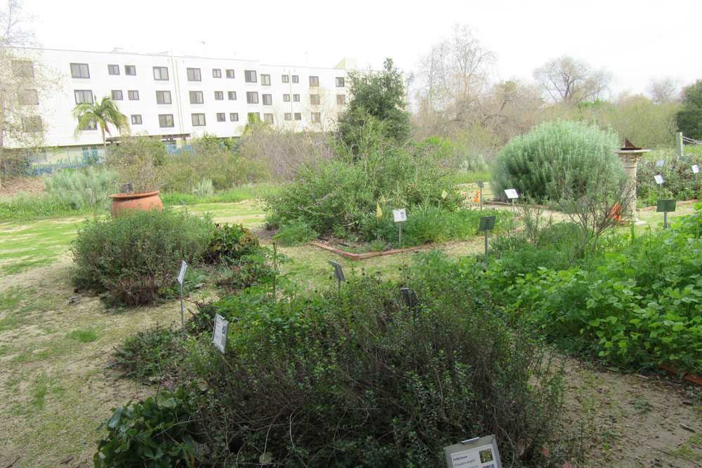 Mother Nature's Backyard - A Water-wise Garden: Current Photos of ...