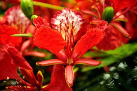 Flamboyant | Flore de l’île de la Réunion