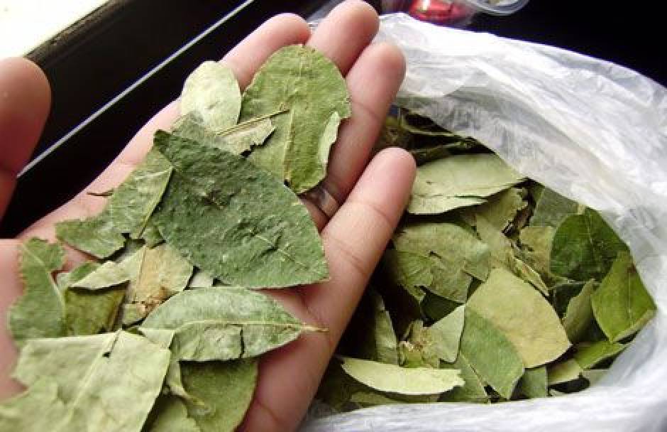 Proyectan fabricar pintura y refrescos con extracto de hoja de coca ...