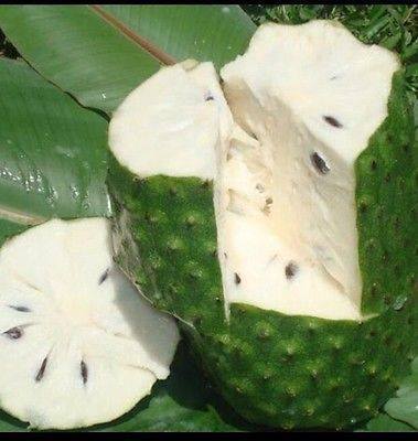 Graviola Amazing: Graviola aka Soursop, the cancer cell eliminator. US ...