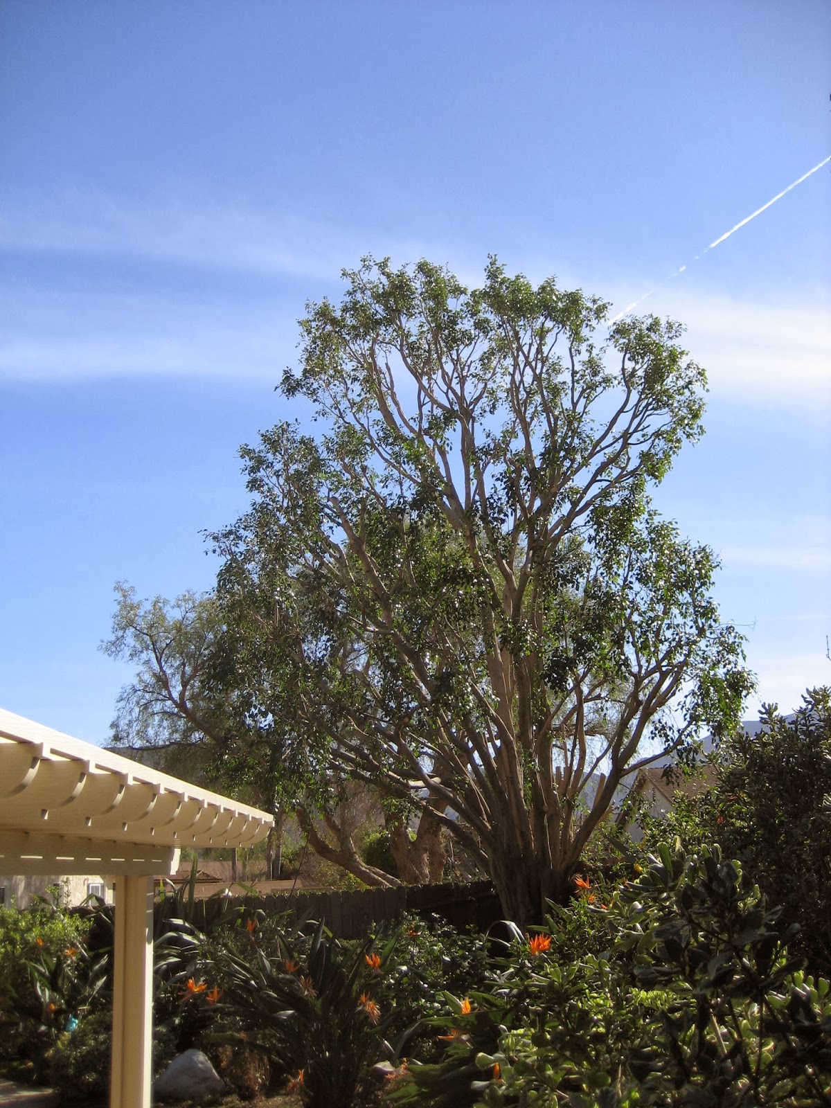 Confessions of a Lazy Gardener