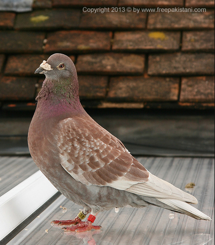 Birds Pigeons Pakistan: Red Racing Pigeon