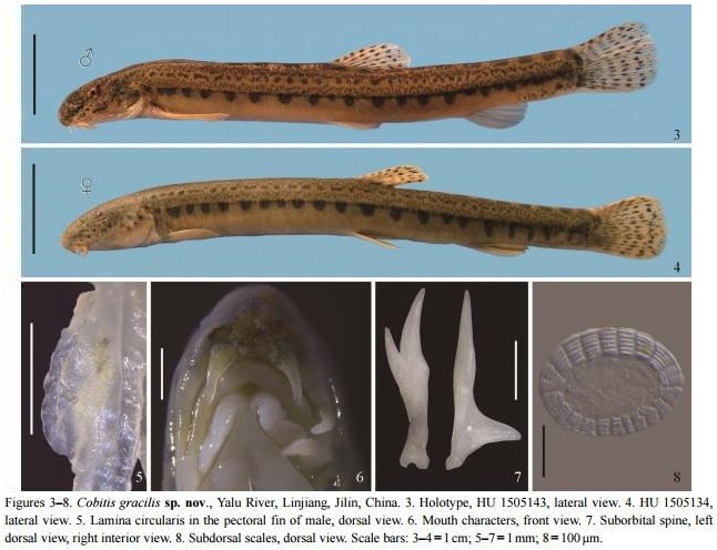 Species New to Science: [Ichthyology • 2016] Cobitis gracilis • A New ...