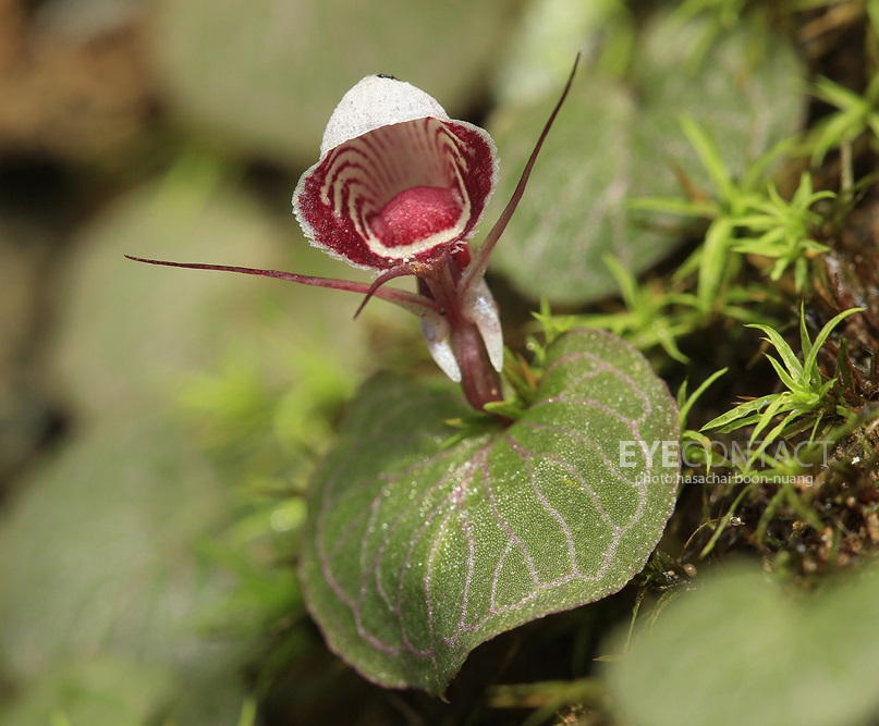 Species New to Science: [Botany • 2000] Corybas ecarinatus | เอื้อง ...