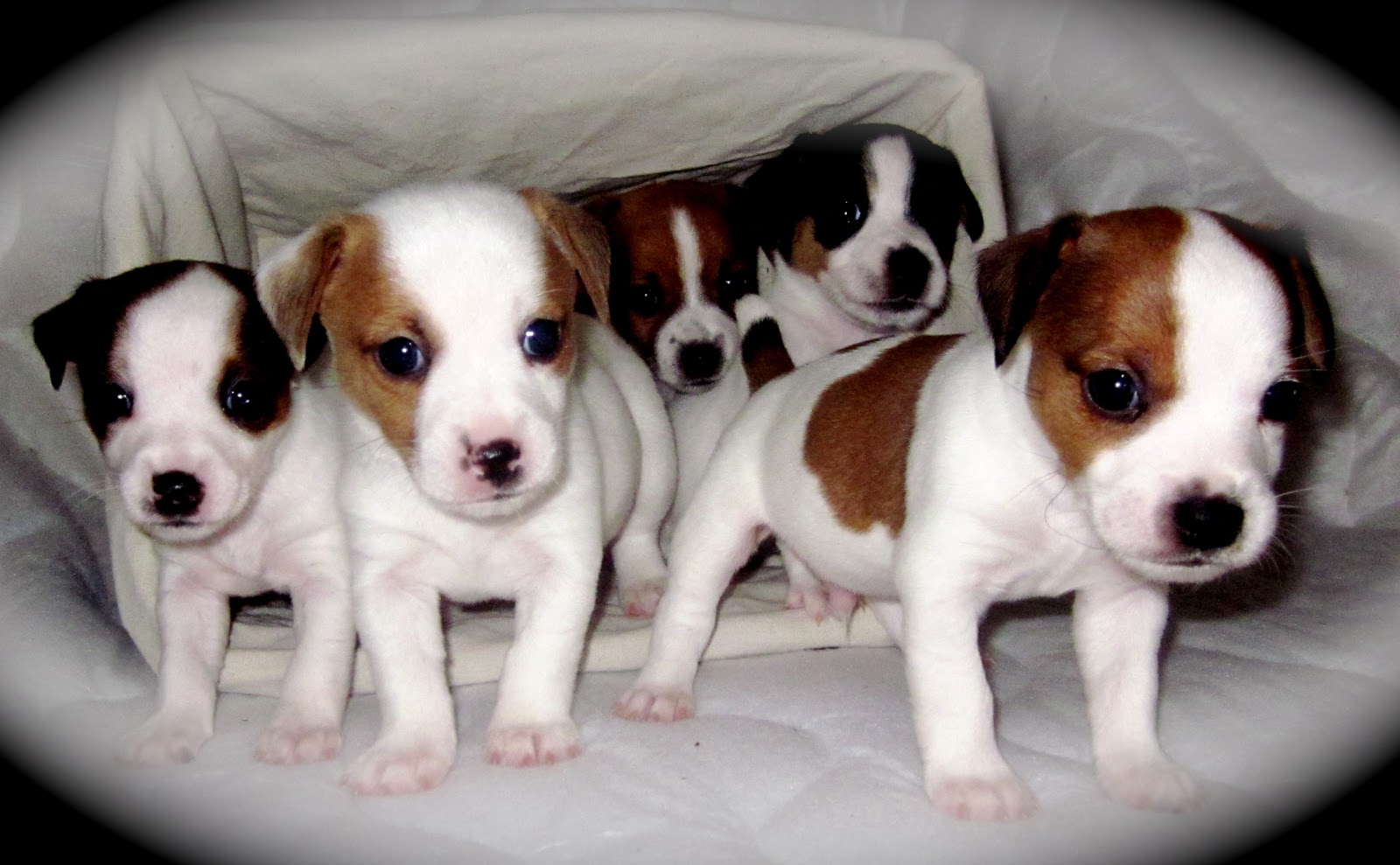 Cute Puppy Dogs: jack russell terrier puppies