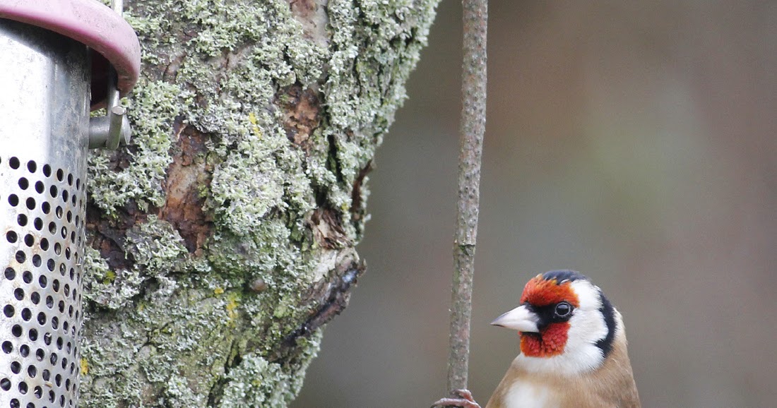 Another Bird Blog: Birding Home And Away