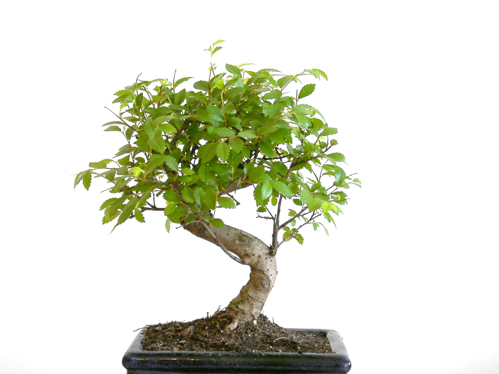 All HD: Bonsai