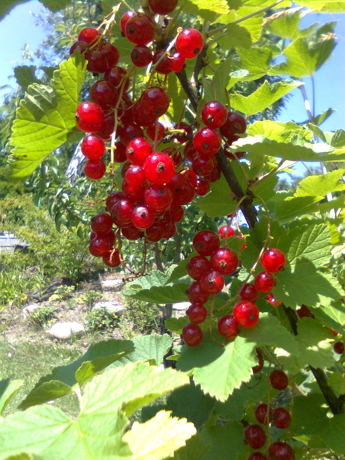 Sturellas Fotoblogg: HIMMELSKA BÄR, 3 tjänare