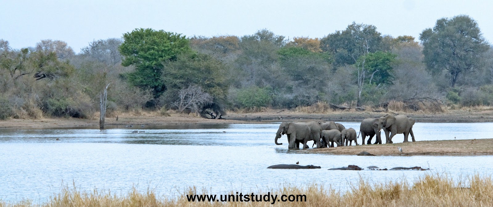 Unit Studies by Amanda Bennett: Desert, Rain Forest, Savanna ...