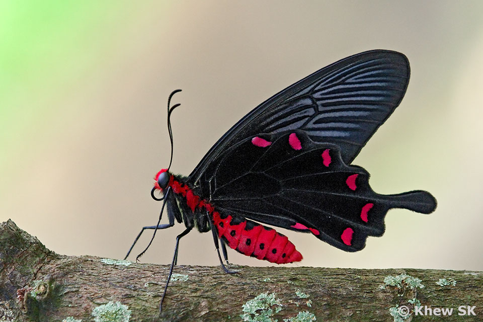 Variation In Butterflies
