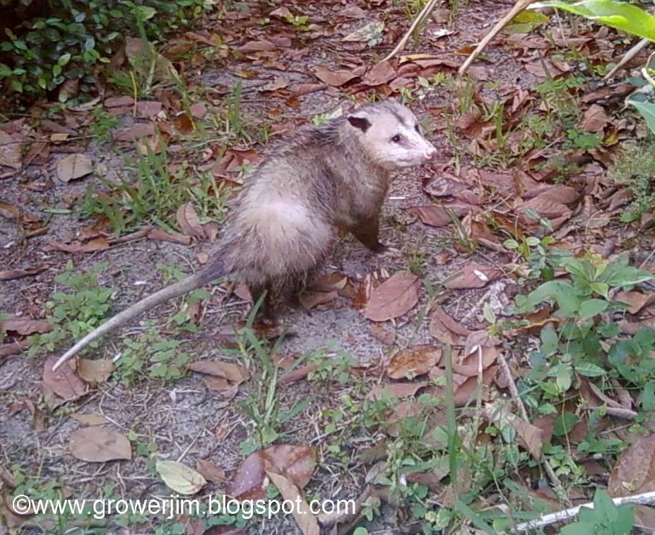 Garden Adventures: Friday Creature Feature - Opossum