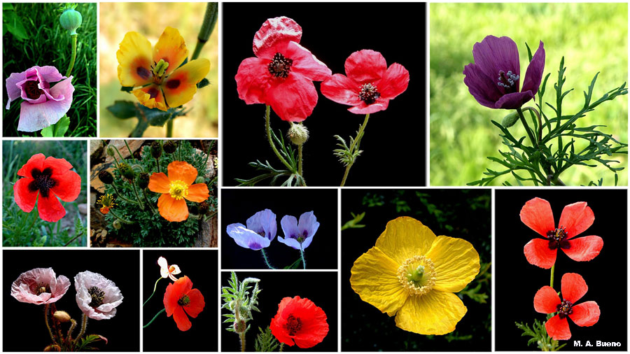 Foto-Natura-Huesca: AMAPOLAS - POPPY Papaveraceae Antoine Laurent de ...