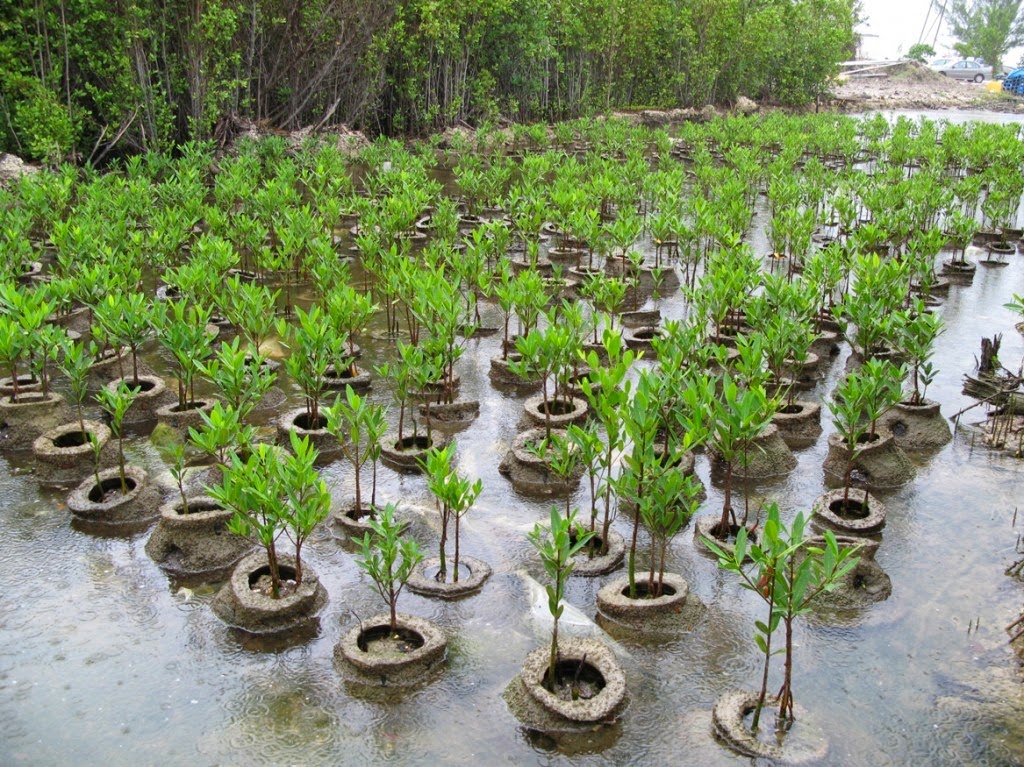 Luh Wahyuni: Students Bali mangrove planting................