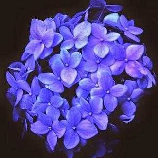 Hydrangea: How to Plant, Grow and Care for Hydrangeas