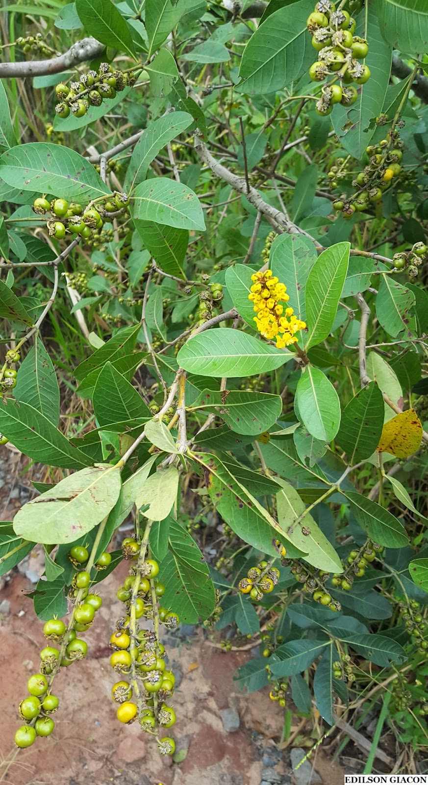 Viveiro Ciprest - Plantas Nativas e Exóticas: Murici do Campo ...