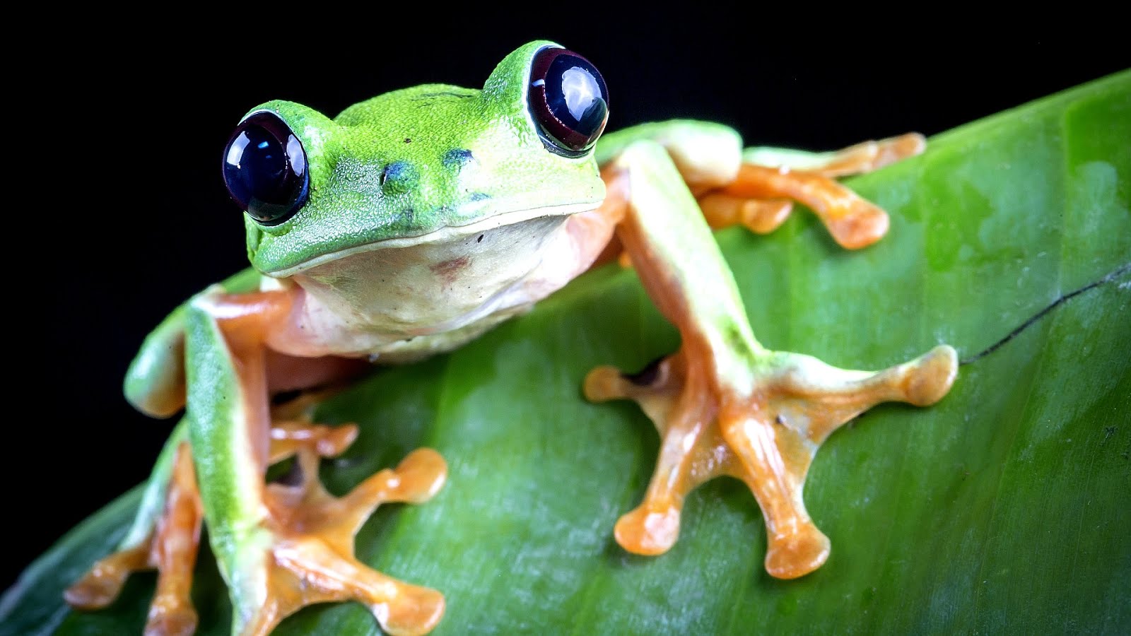 Endangered Frogs List - Danger Choices