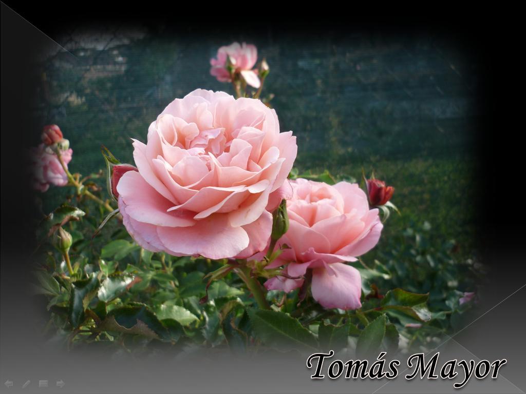 Flores y plantas silvestres: " Rosa spp ". Rosal, Rosa.