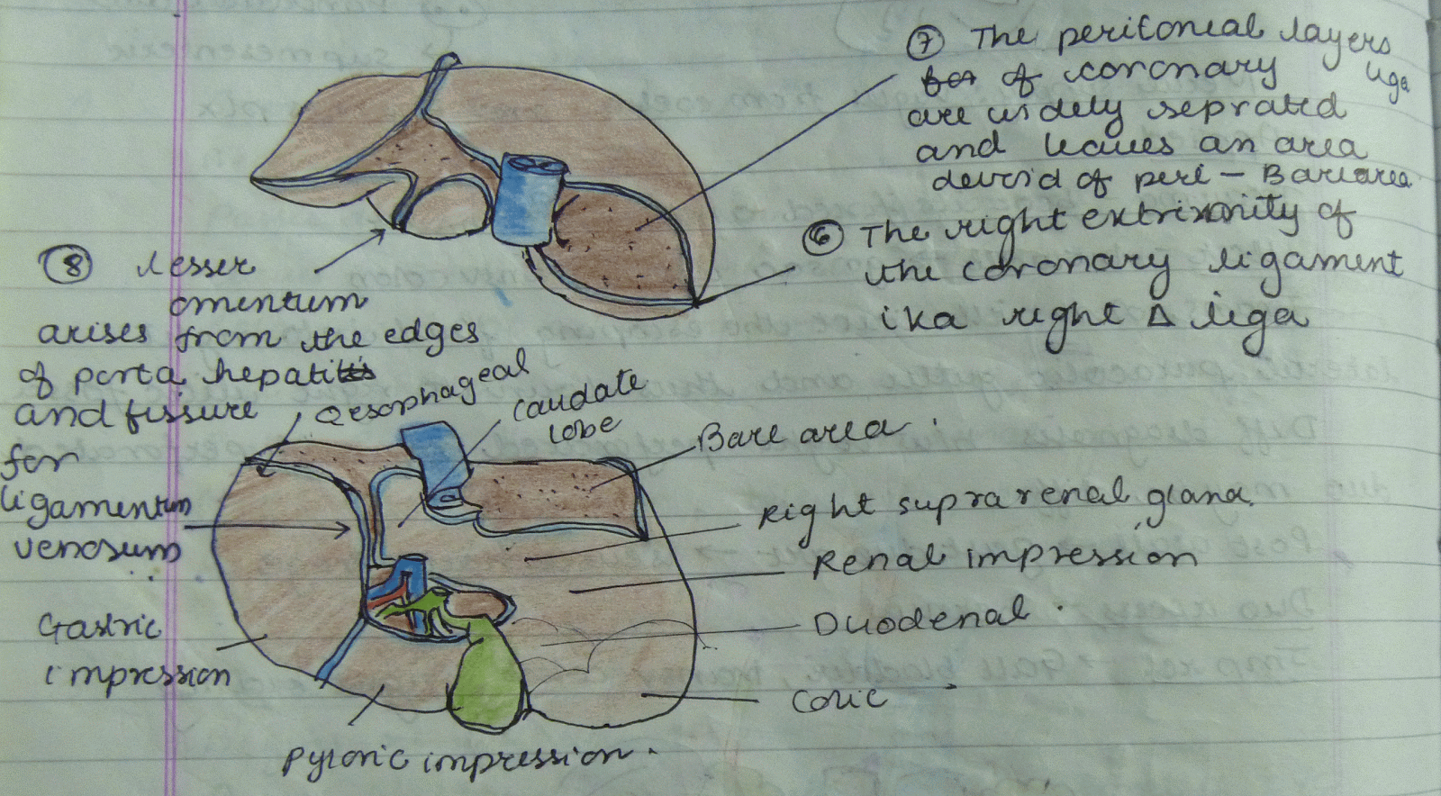 Medicowesome: Peritoneal ligaments of liver