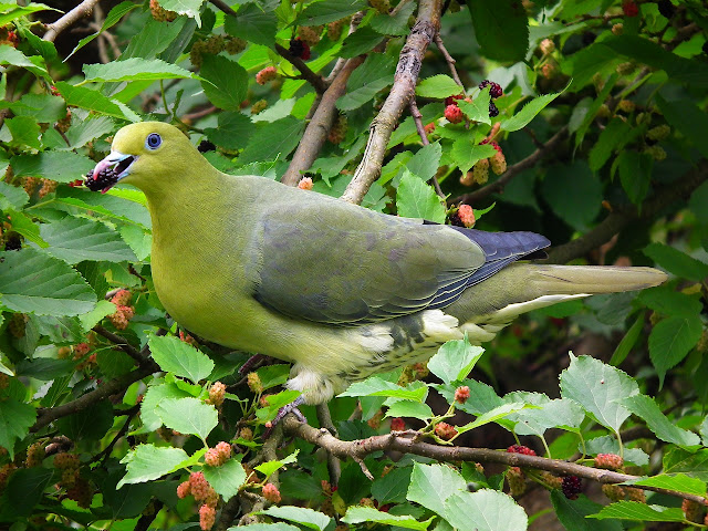 Bird Watching in Taiwan: Japanese Green Pigeon, 3/29/2012