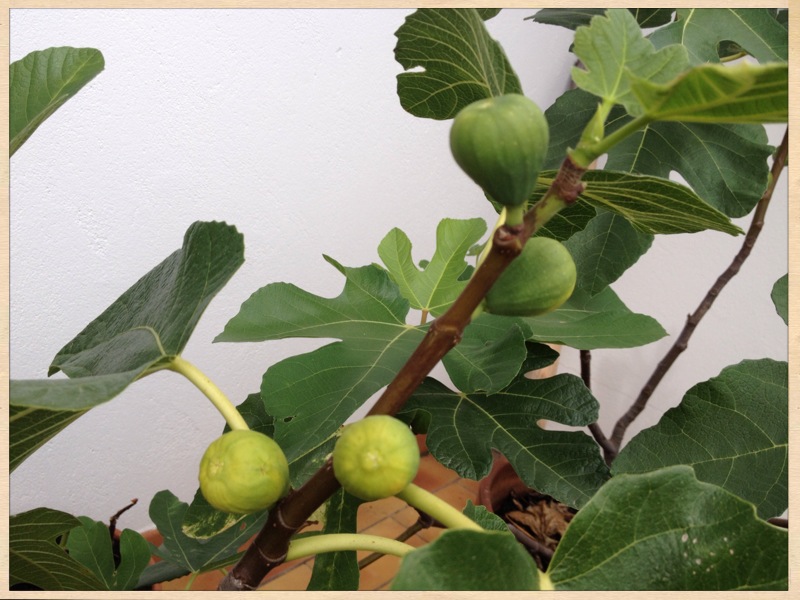 I'm an Outlaw, Not a Hero: Fig drop.