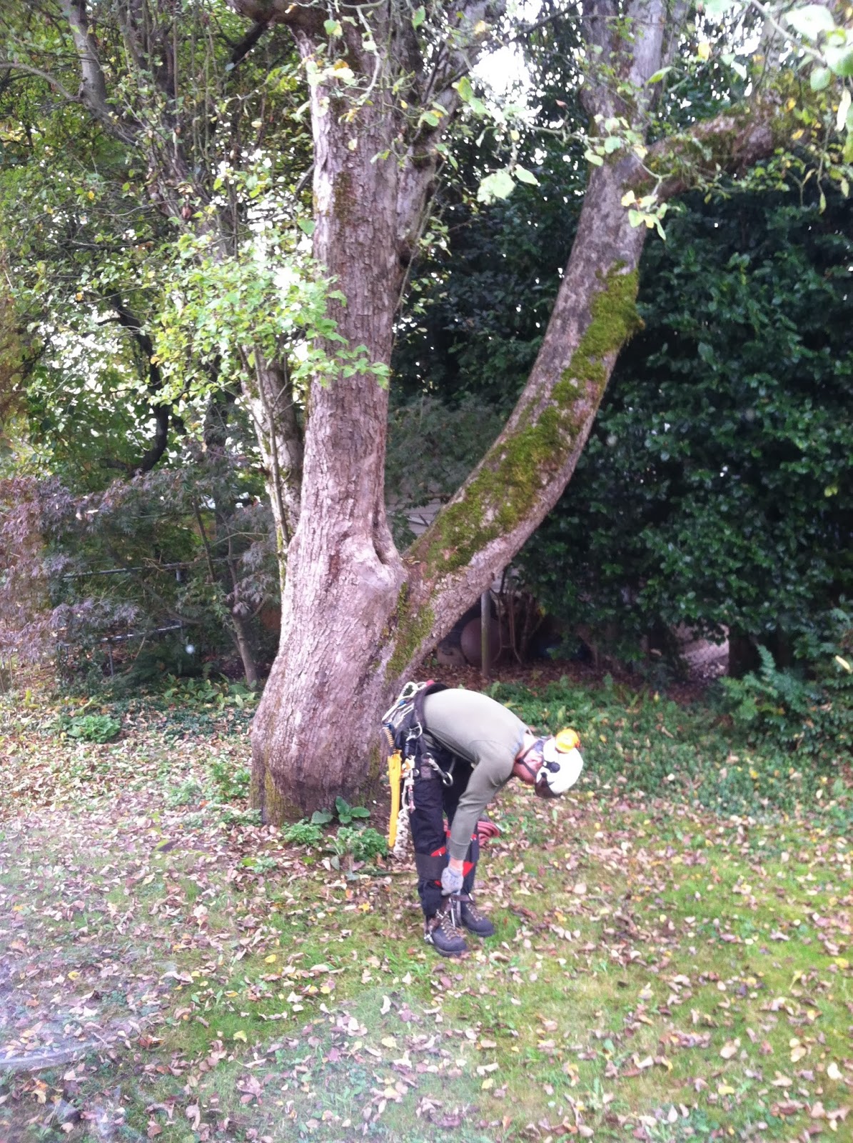 Five Fifths Furniture: The largest Apple tree in the world meets its match