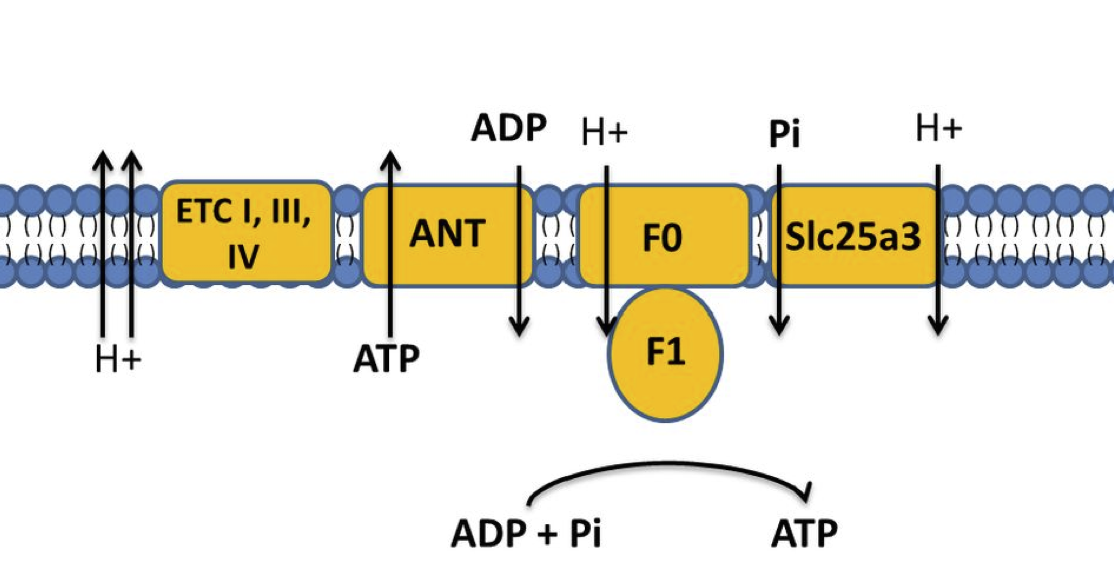 Hyperlipid: Rho zero cells