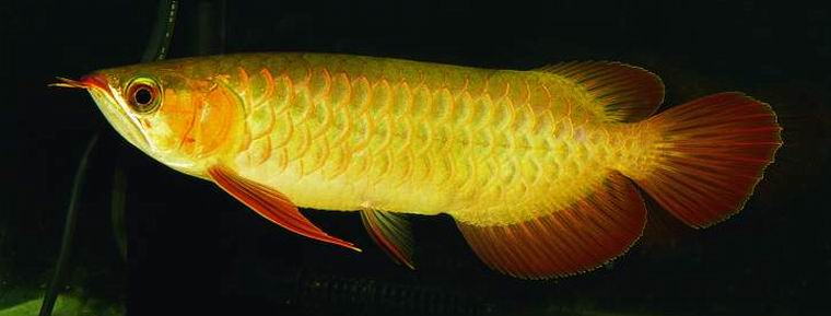 Jenis Arwana | Malioboro