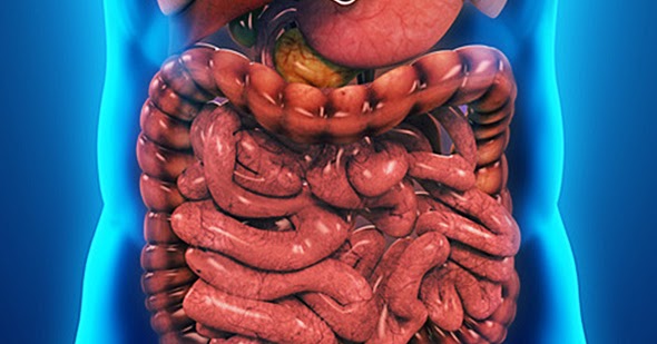 Medicina Natural "": Intestino