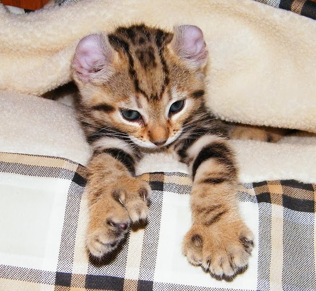American Polydactyl Cat | Cute Cats