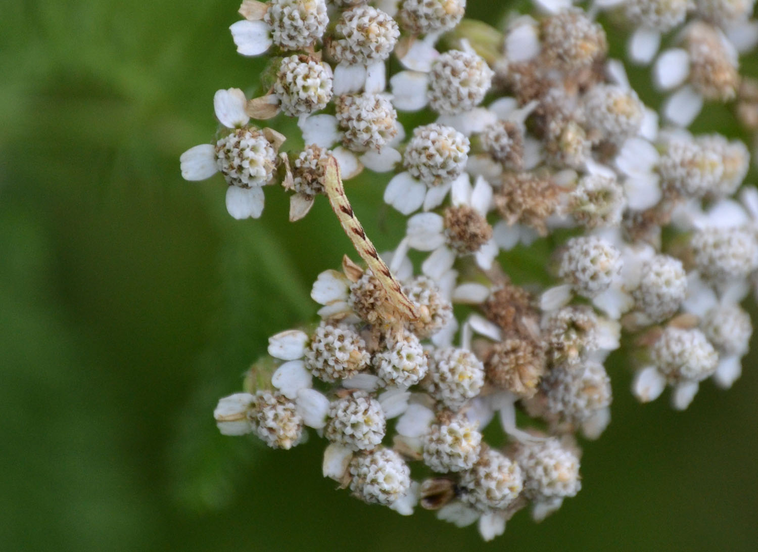 Woods Walks and Wildlife: Woodcocks and Warblers and More (or: Why ...