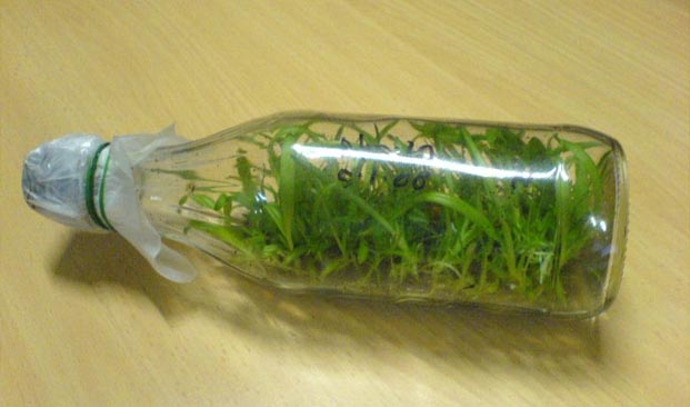 Kultur jaringan pada Anggrek | detiktani.com