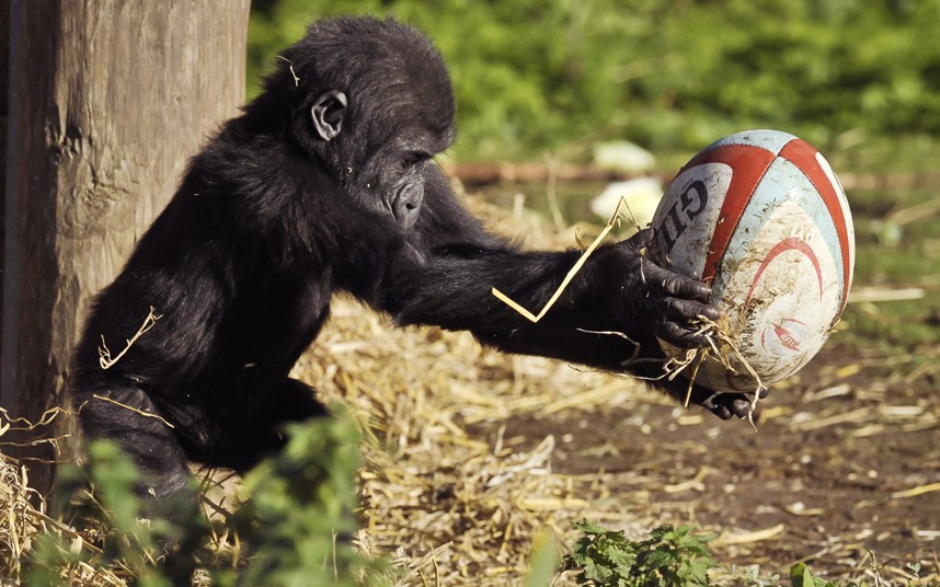 RUGBY ANIMAL: 2015