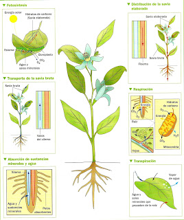 CONOCIMIENTO DEL MEDIO NATURAL, SOCIAL Y CULTURAL: LAS FUNCIONES ...