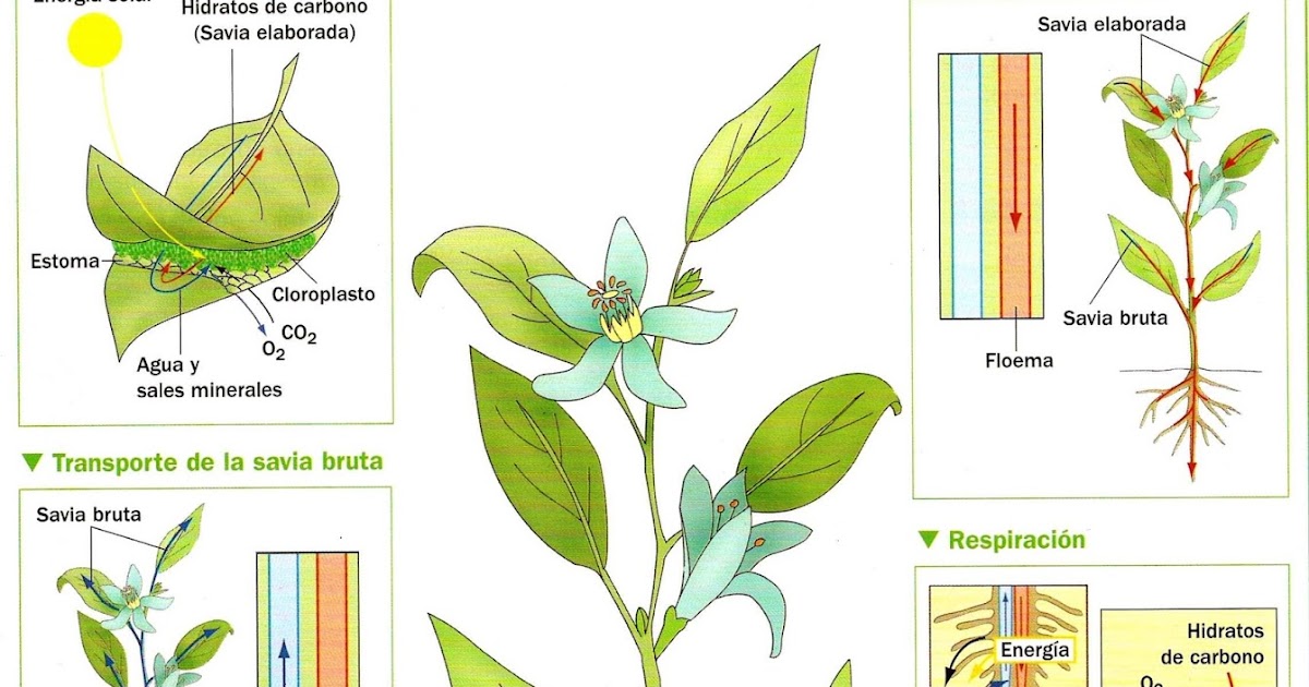 CONOCIMIENTO DEL MEDIO NATURAL, SOCIAL Y CULTURAL: LAS FUNCIONES ...