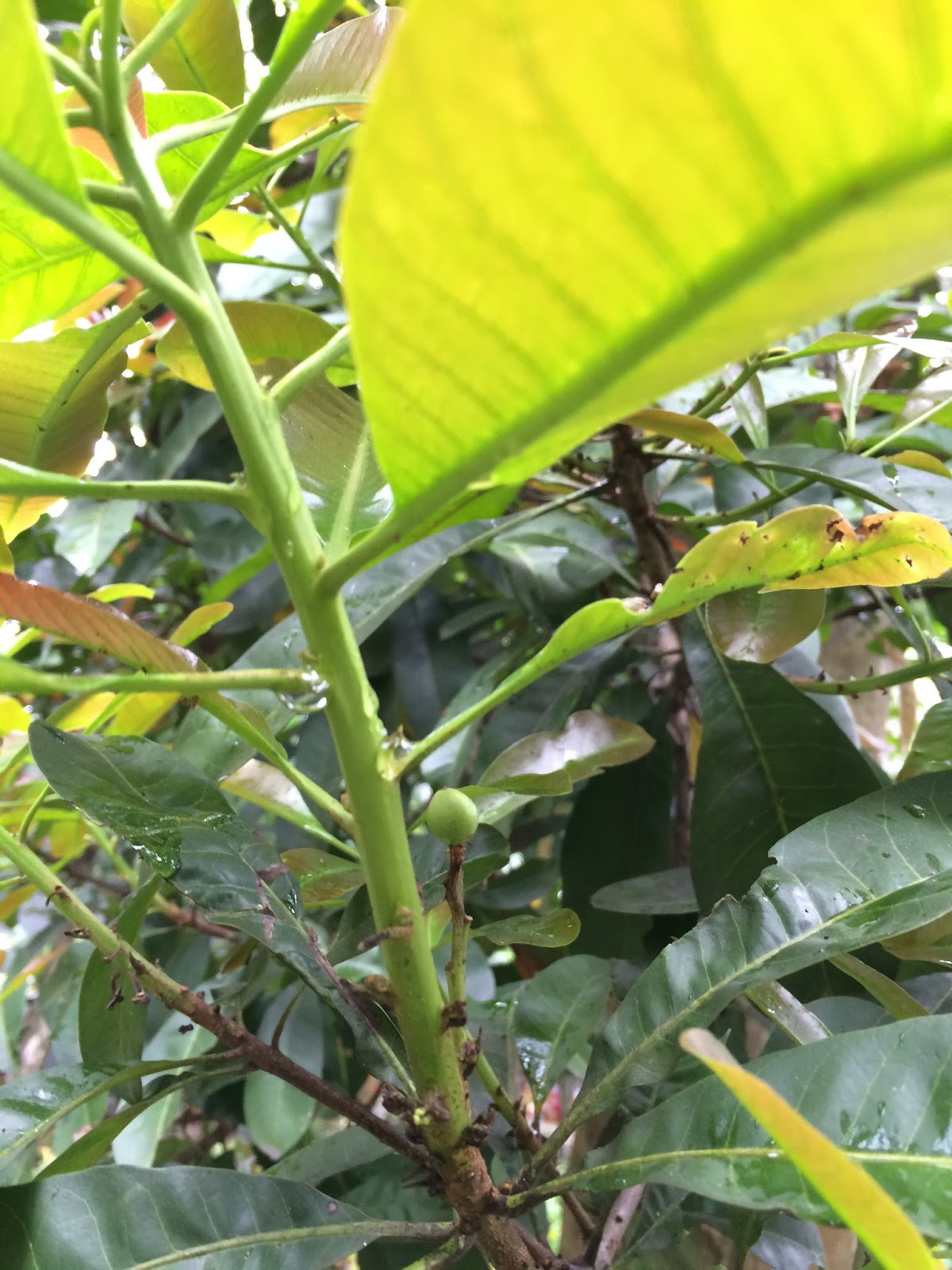 Pohon Puspa ~ Cintapohonku