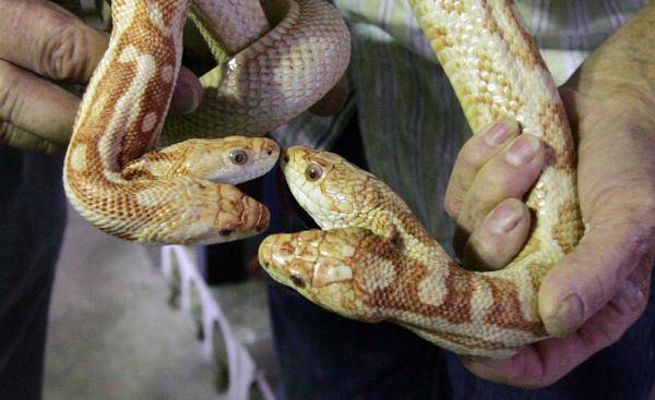 Amazing Multiheaded Animals : Do You Believe ~ Funz Lol World