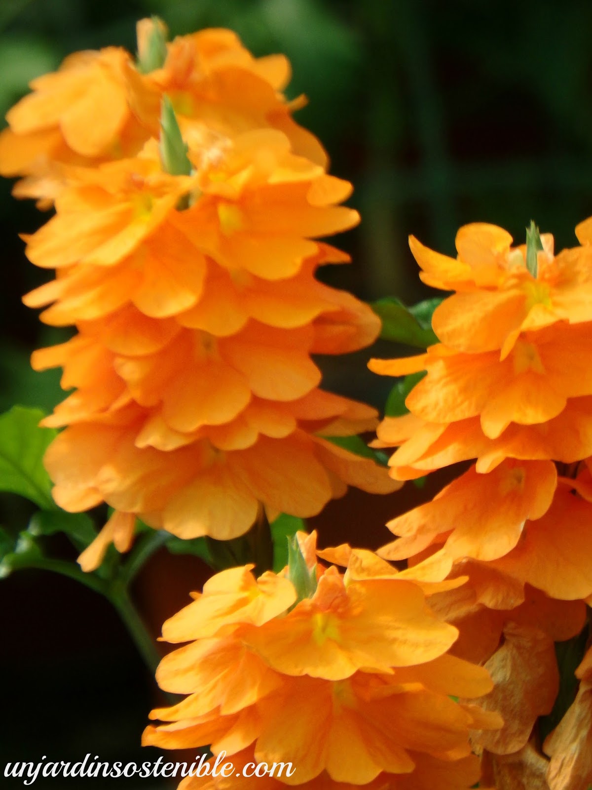 Crossandra infundibuliformis (Crosandra, justicia etc.)